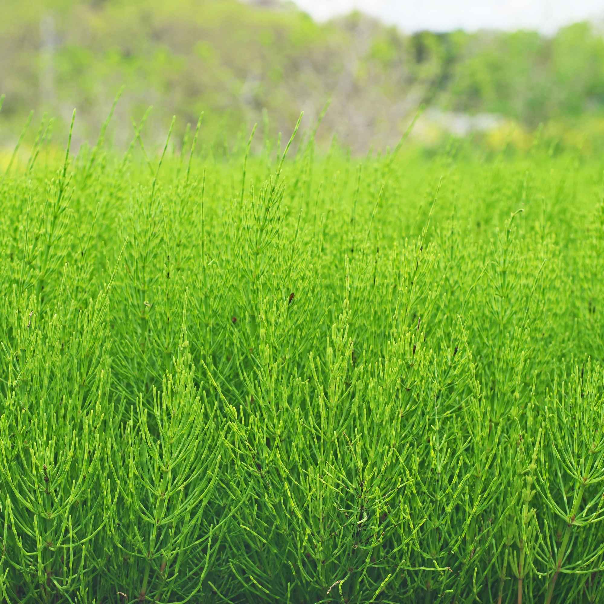 La prêle des champs (Equisetum arvense) : bienfaits, usages et ...